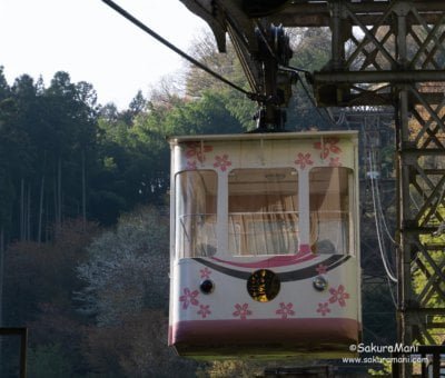 A solo hike to Mount Yoshino - SakuraMani